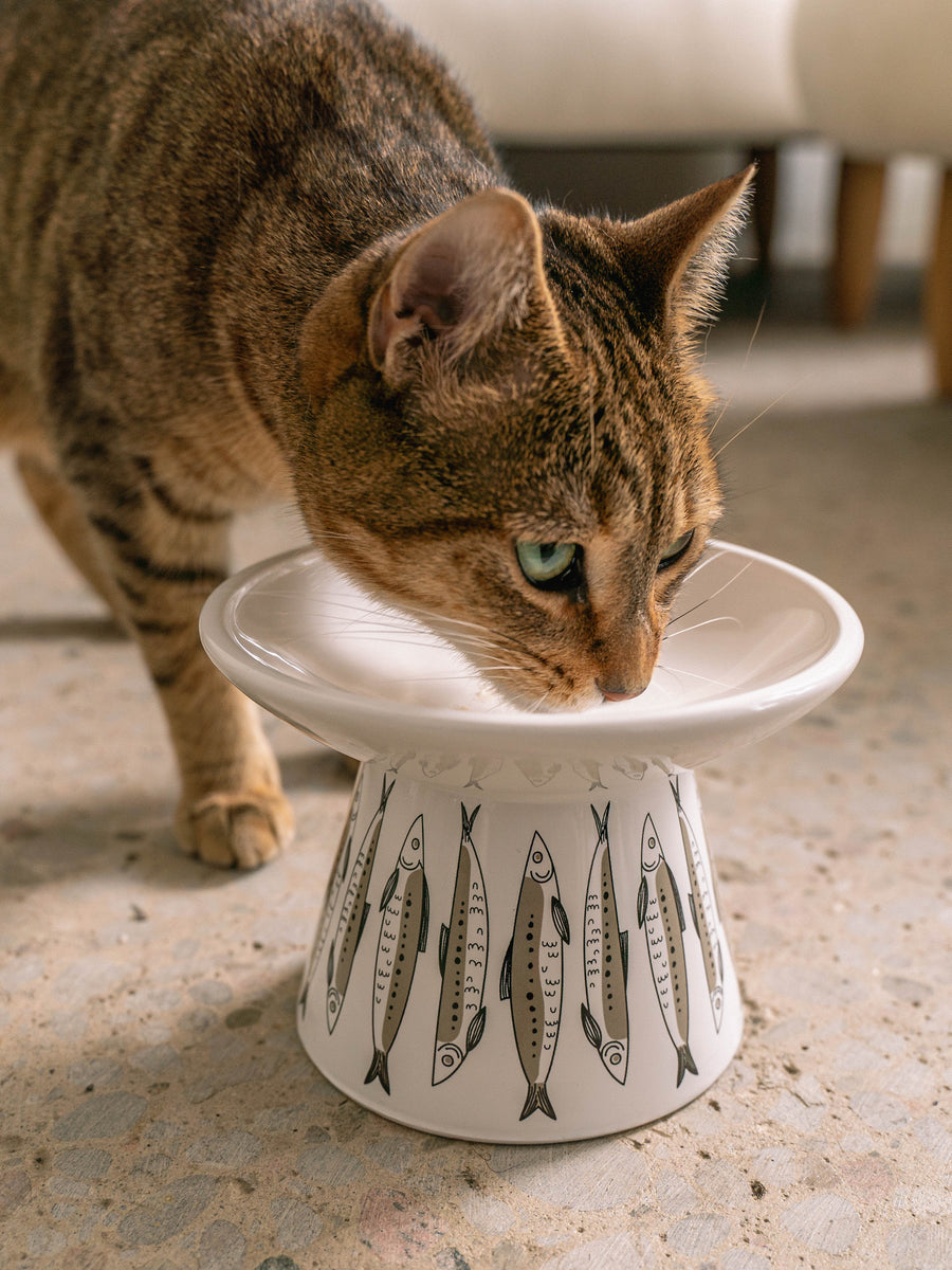 Flat Top Ceramic Cat Bowl - White With Fish Print – dexypaws
